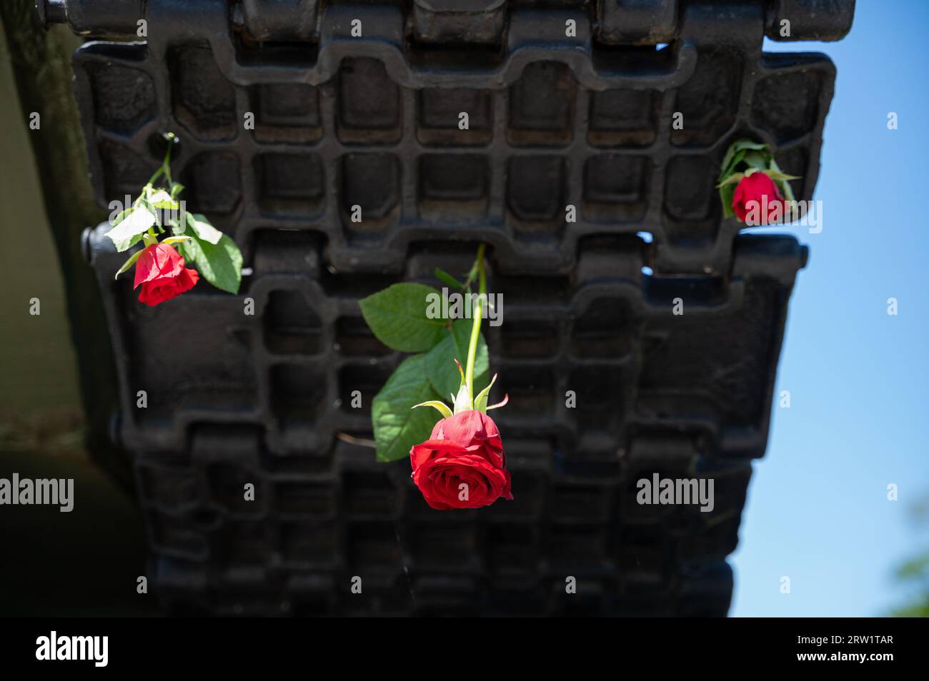 08.05.2022, Germany, Berlin, Berlin - Europe - Red roses are stuck in ...