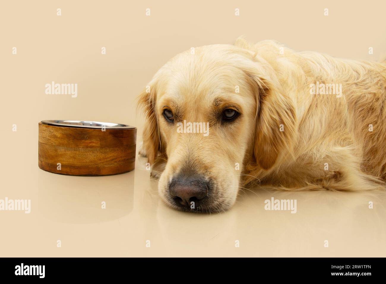 Portrait sad labrador retriever with sick expression face next to a ...