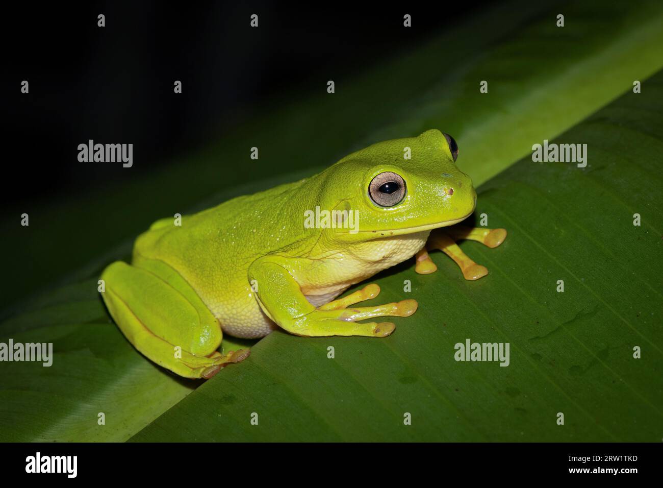 A beautiful vibrant Green Tree Frog sitting on a banana leaf. Northern ...