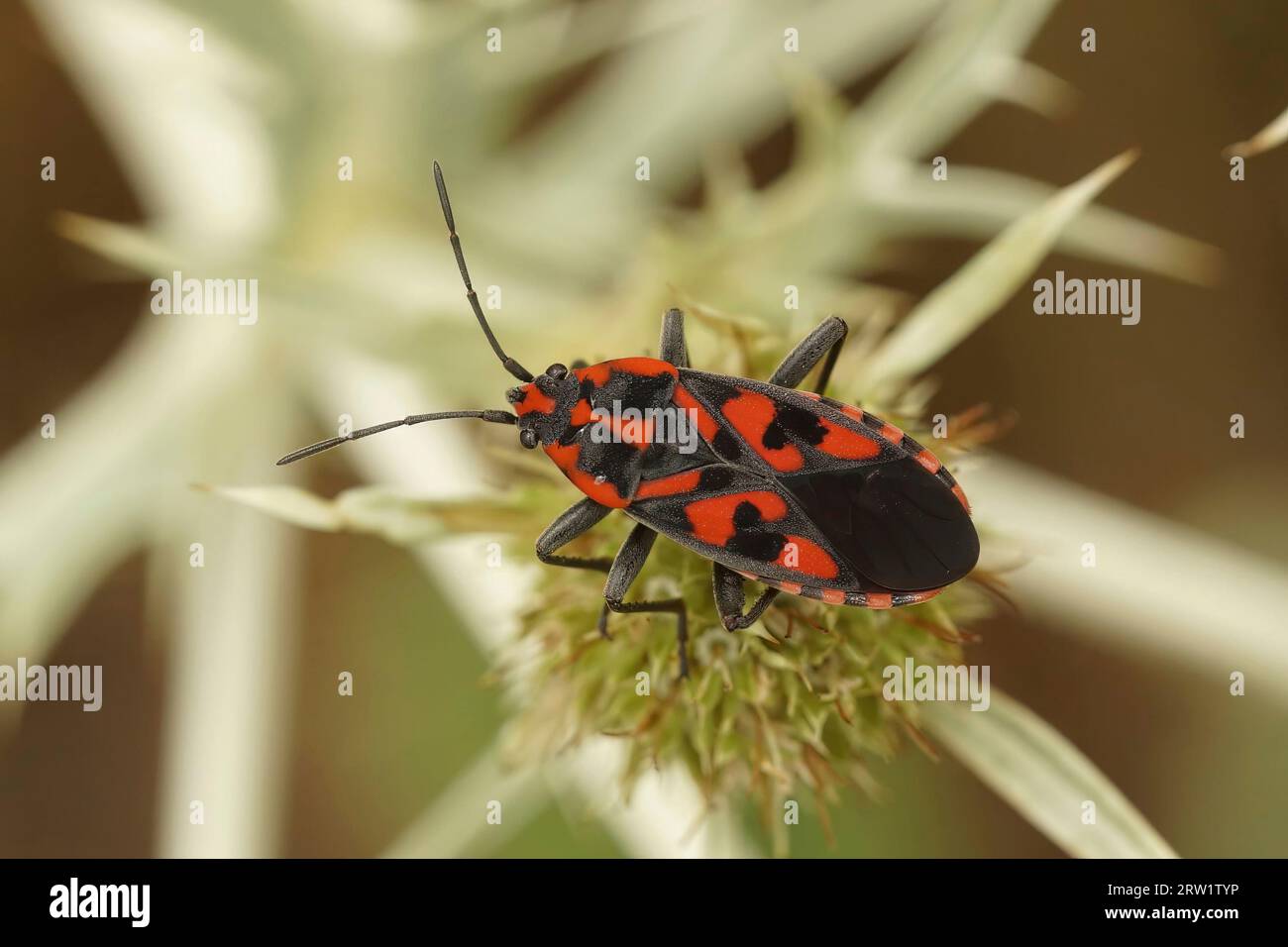 Detailed closeup on a colorful red and black Mediterranean ground bug ...