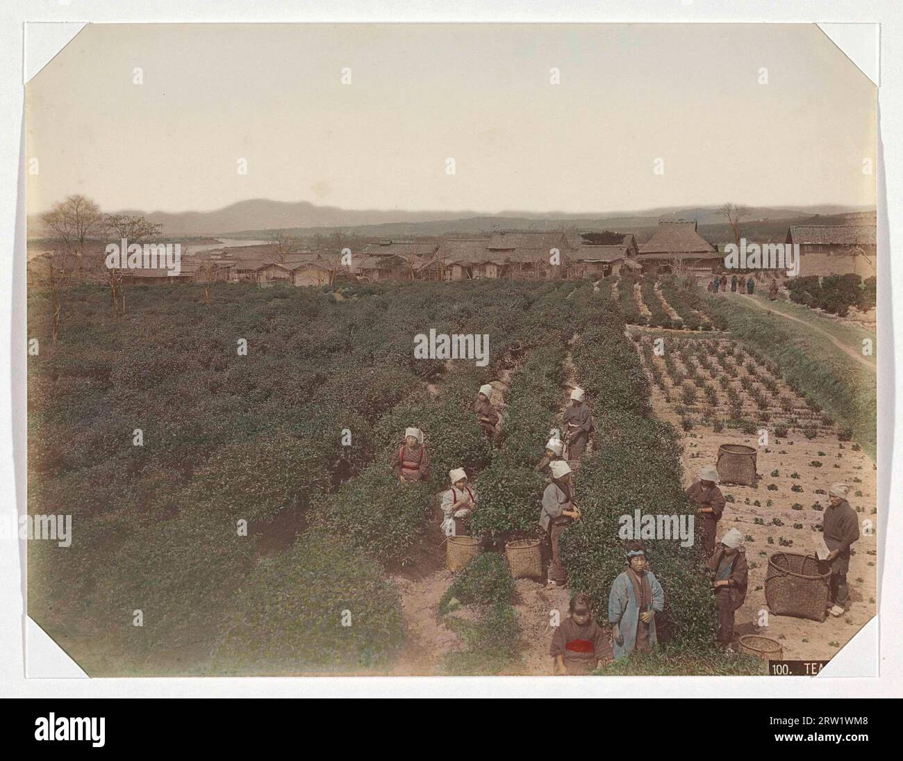 Japanese tea pickers in the fields, anonymous, 1890 - 1894, Farmer, Tea ...