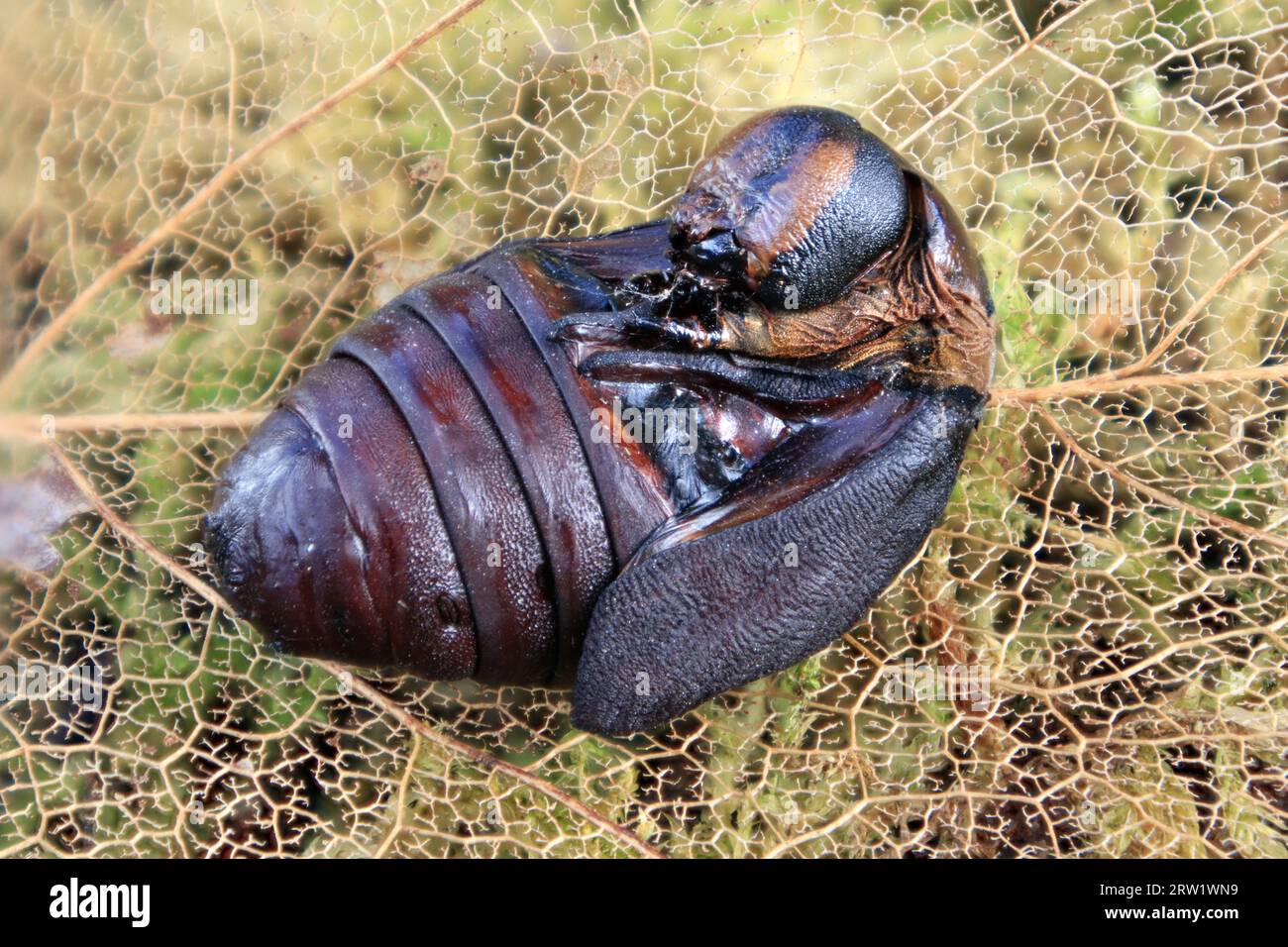 Puss moth (Cerura vinula) deformed female pupae showing wings and ...