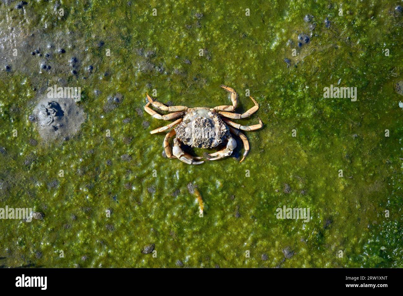 European green Crab (Carcinus maenas), Wadden Sea, North Sea ...