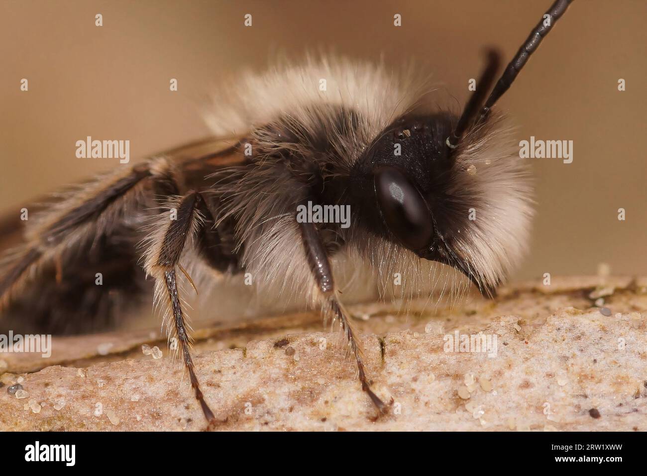 Natural closeup on the white furry head of the endangered Dawn mining ...
