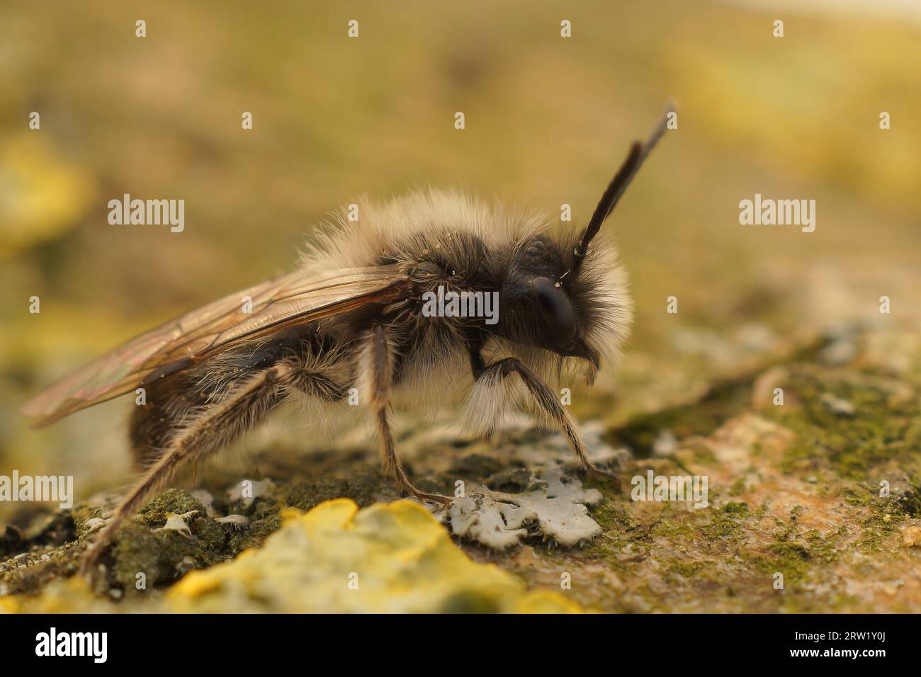 Natural closeup on a white fluffy male of the endangered Dawn mining ...