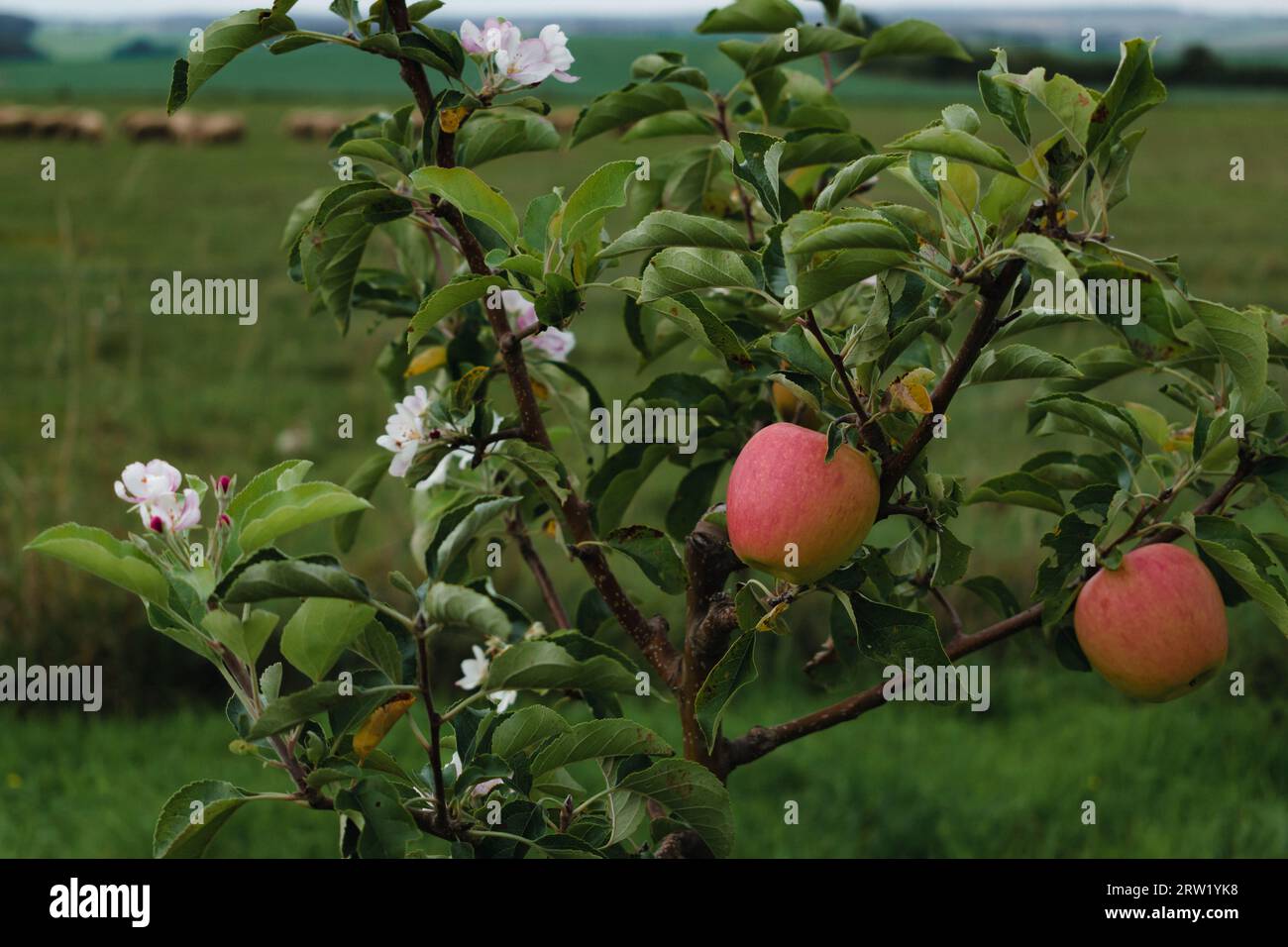 Climate change, apple tree in bloom in september with ripe fruits ready ...