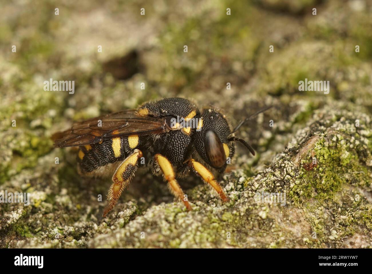 Detailed closeup on a female European Yellow rotund resin bee ...