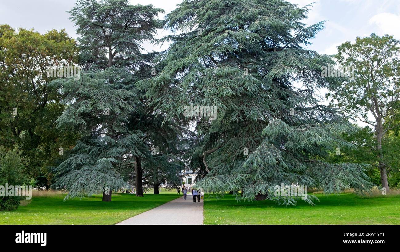 Giant cedar trees and people walking along path view at Kew Gardens in ...