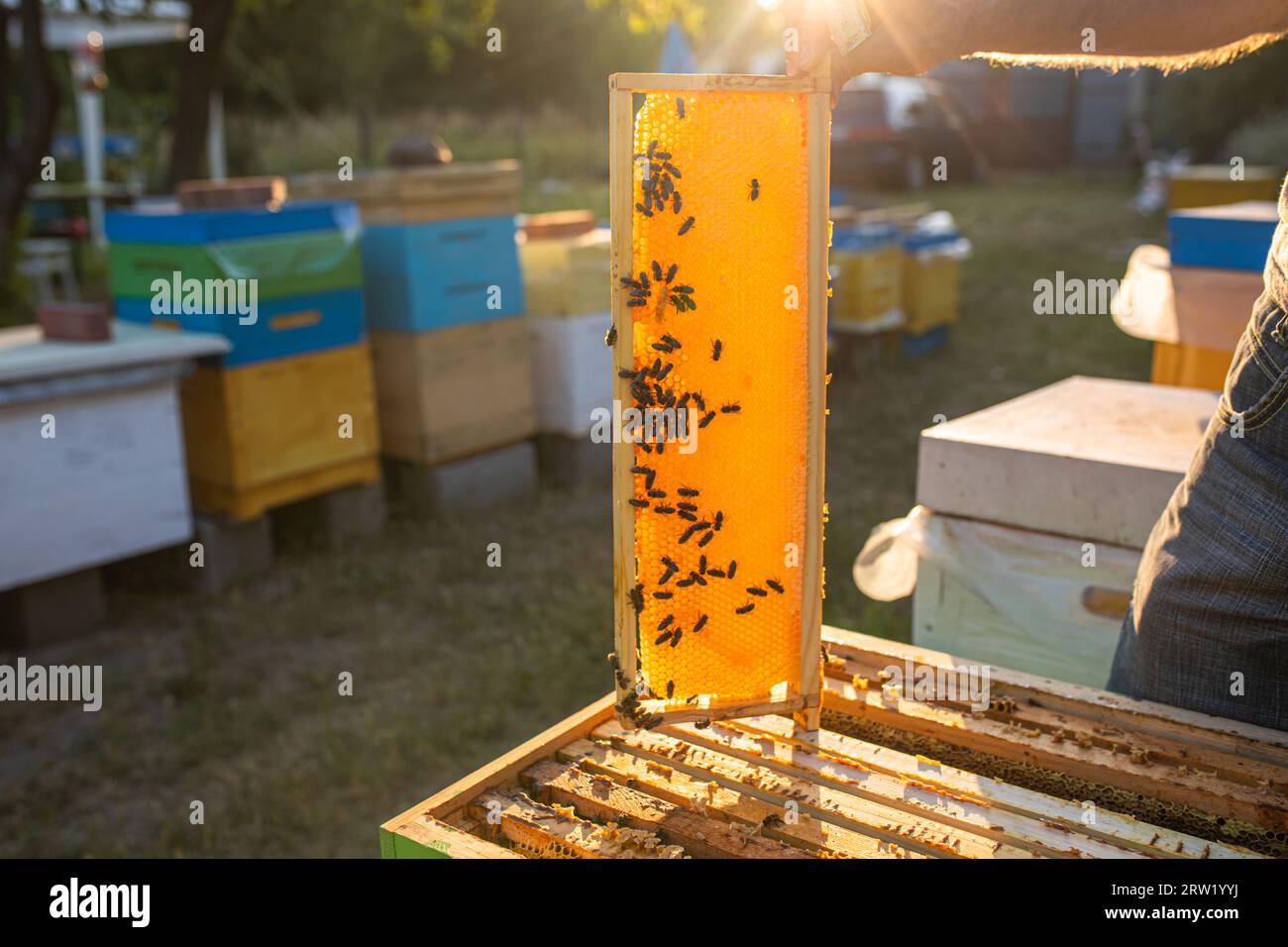 Open hive with bees drew nice straight comb on this foundation-less ...
