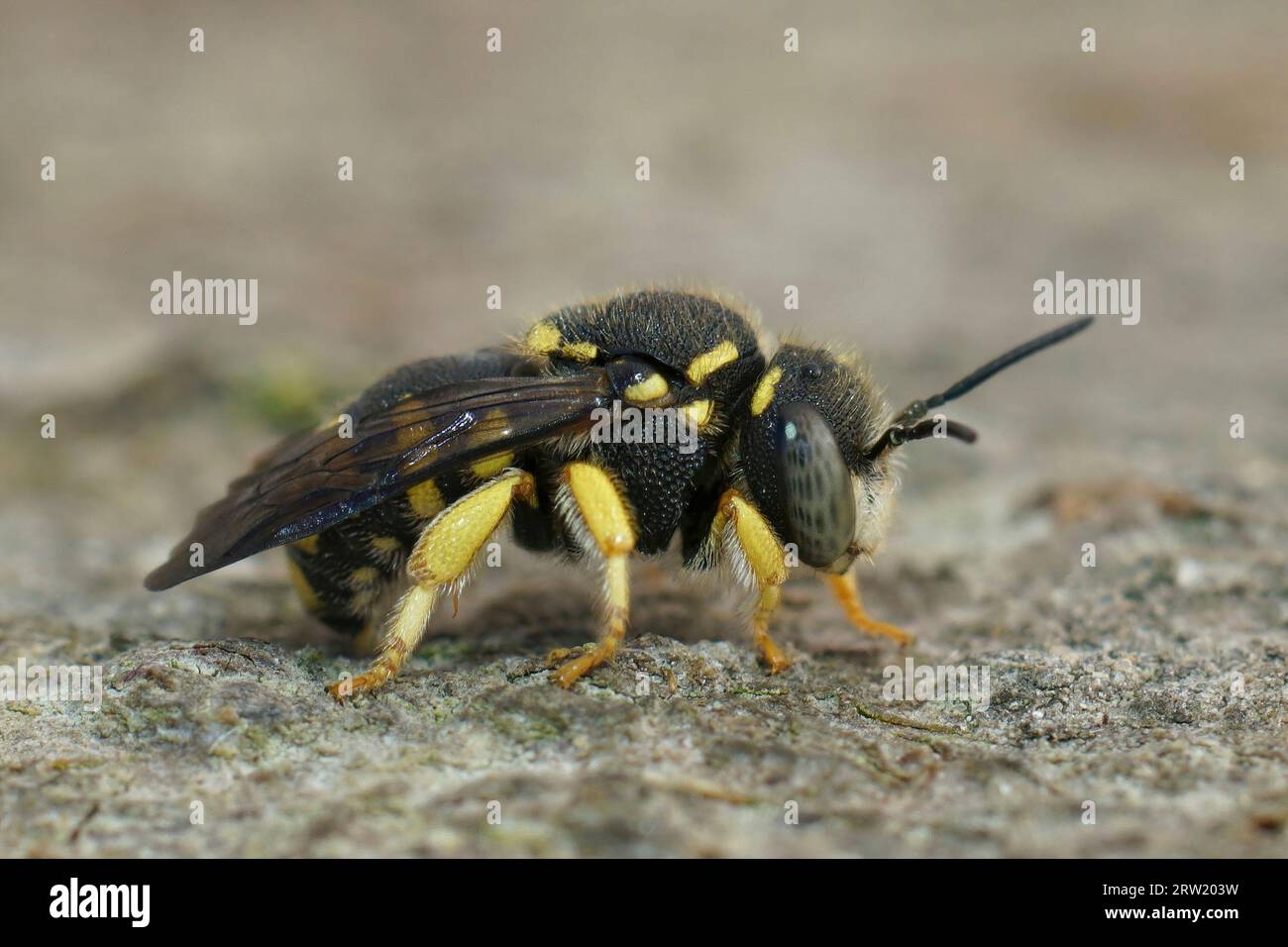 Rotund animal hi-res stock photography and images - Alamy