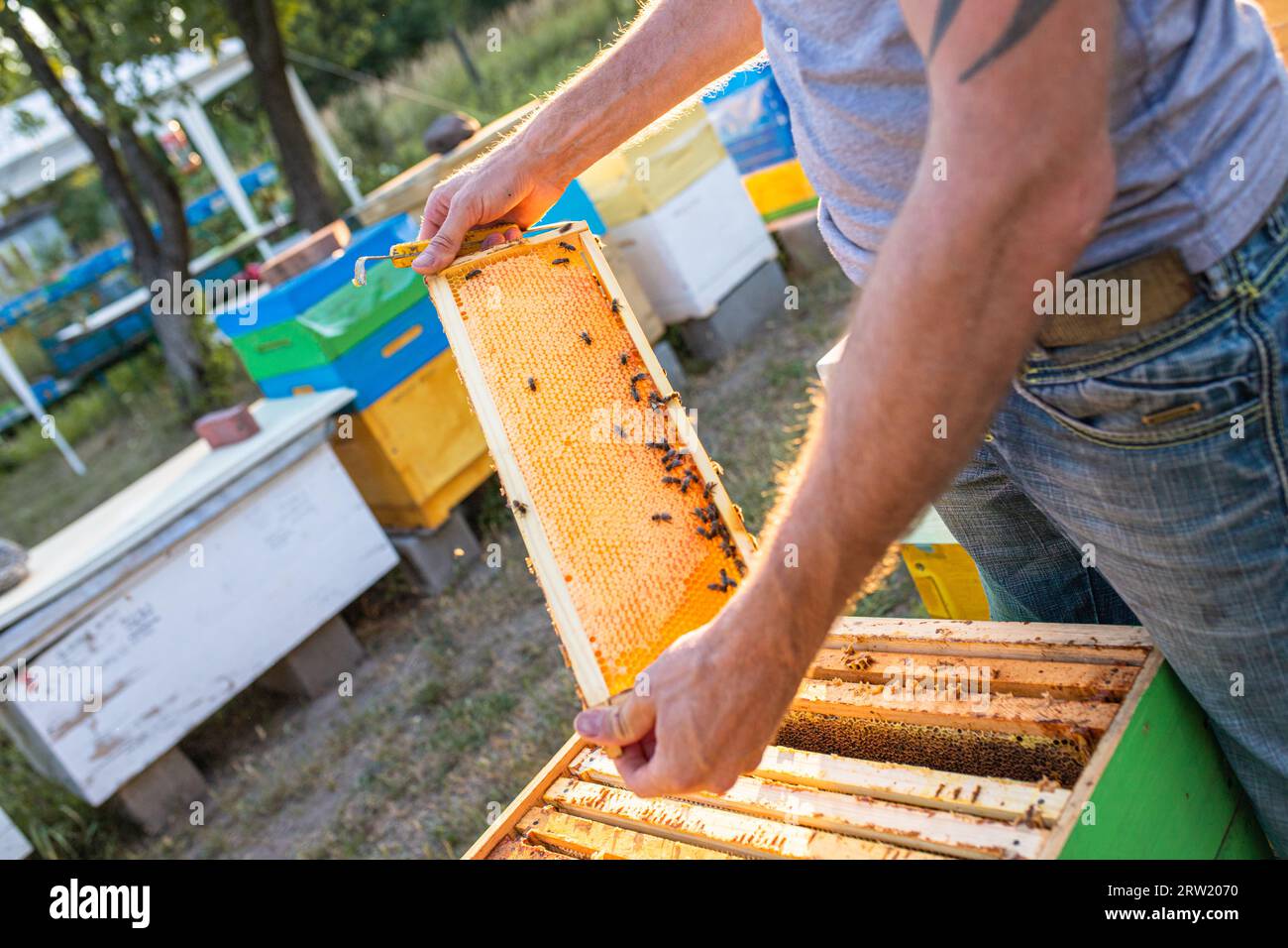 Less hexagonal hi-res stock photography and images - Alamy