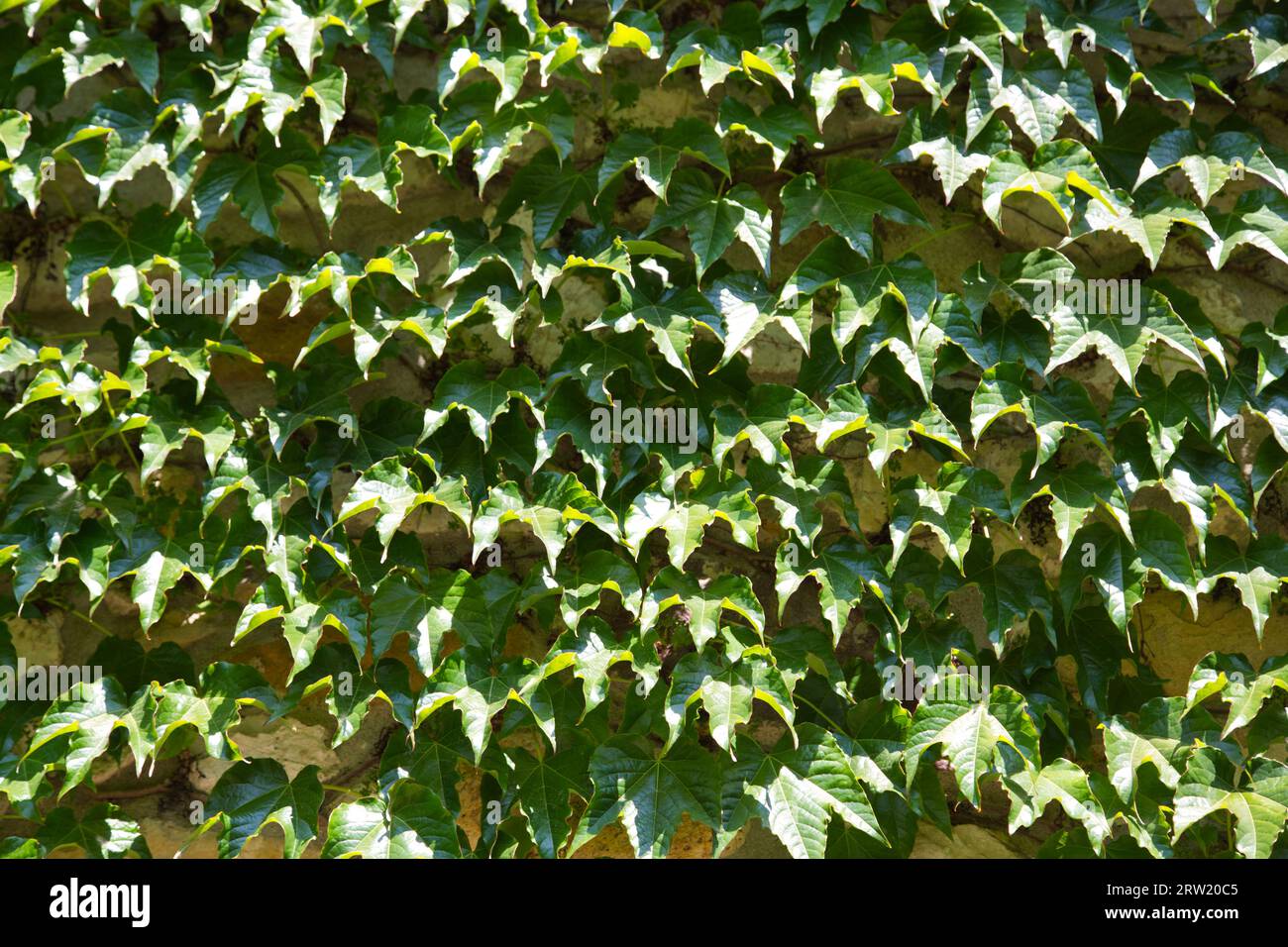 a wall overgrown with plants (three-pointed maidenhair vine Stock Photo ...