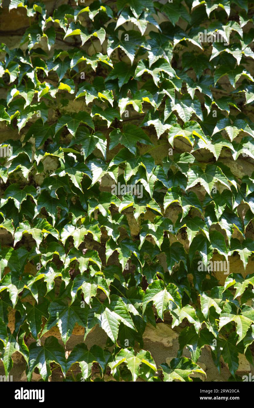a wall overgrown with plants (three-pointed maidenhair vine Stock Photo ...