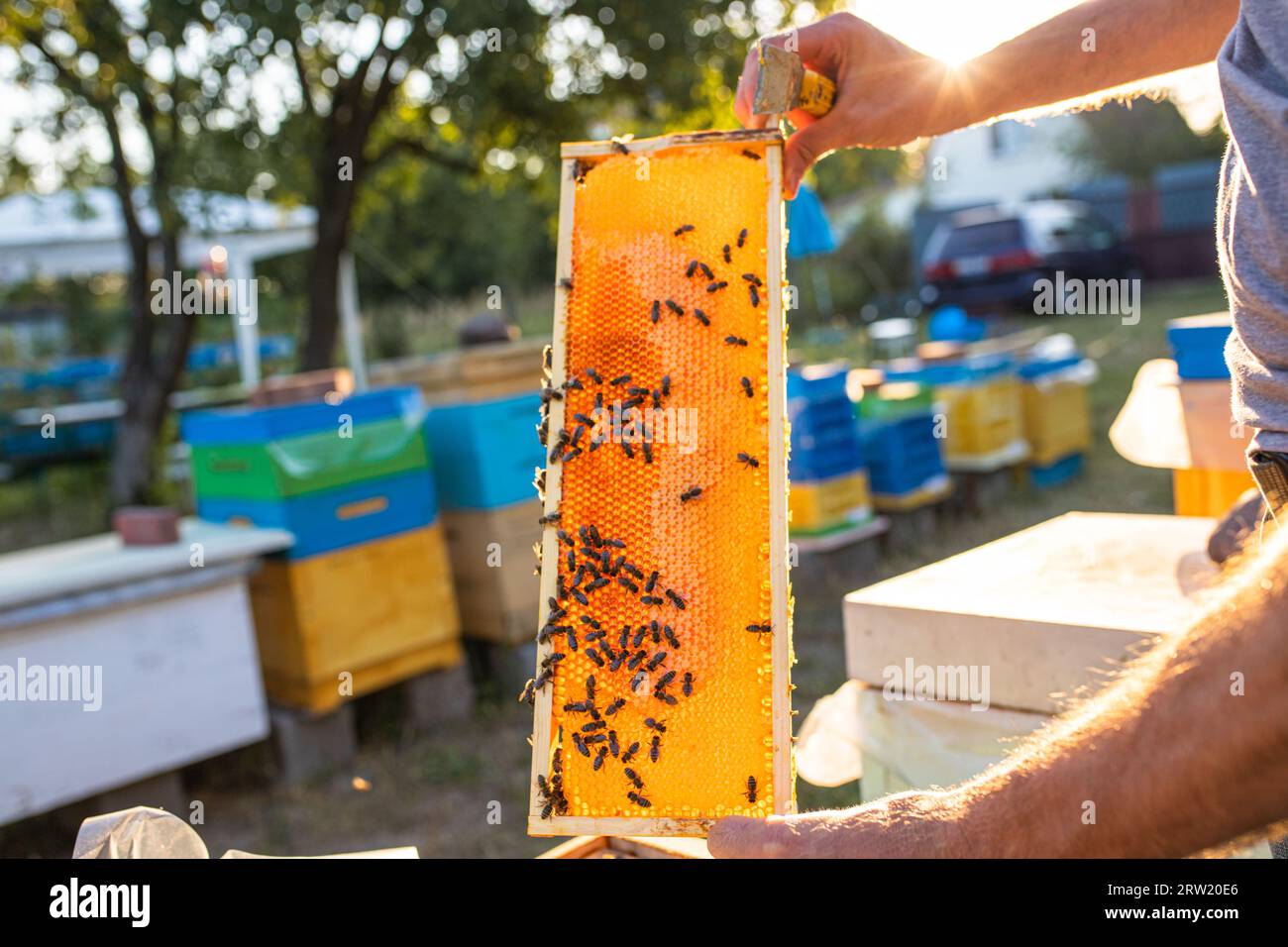 Less hexagonal hi-res stock photography and images - Alamy