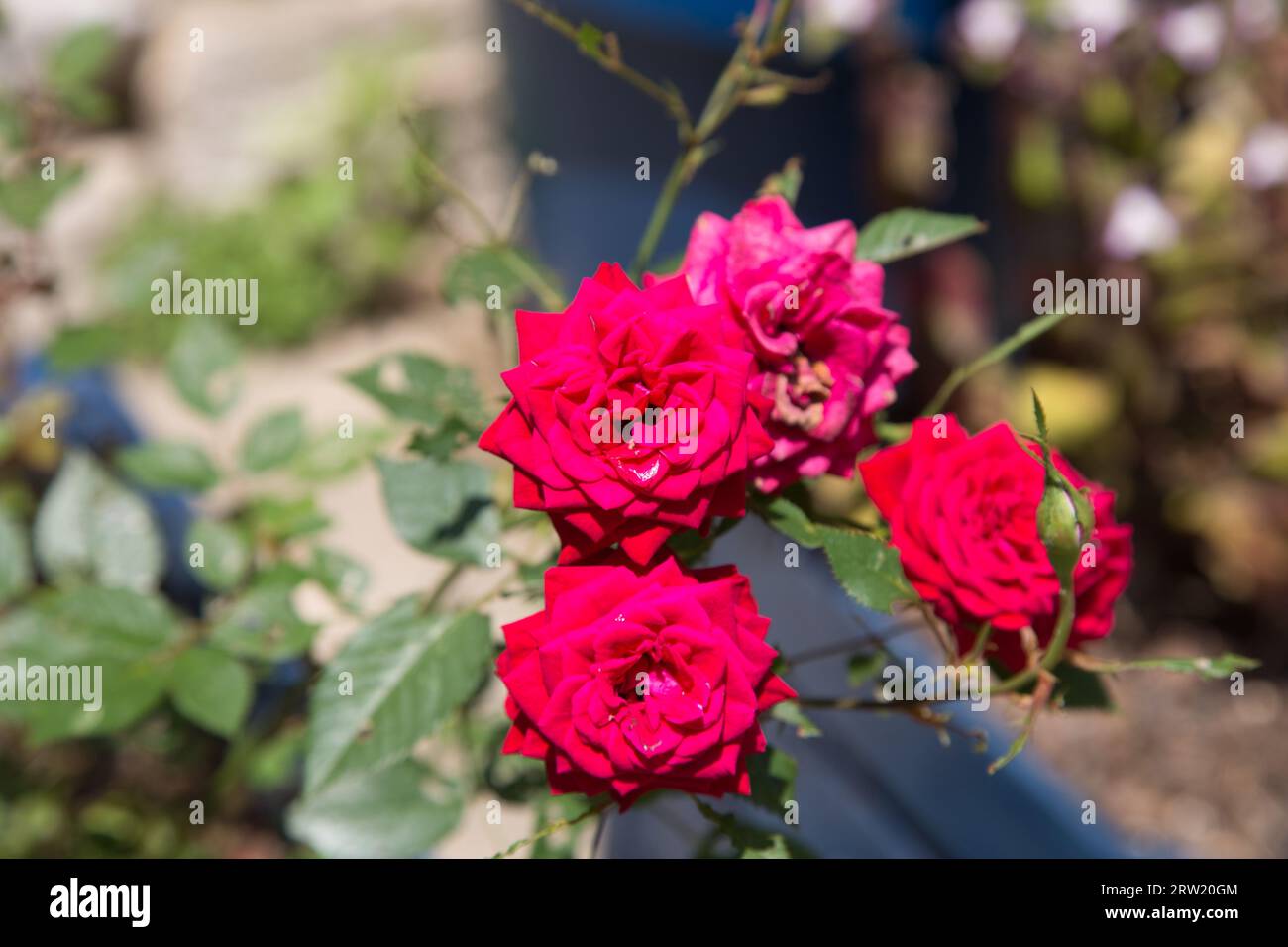 beautiful noble roses in a courtyard of a french estate Stock Photo - Alamy