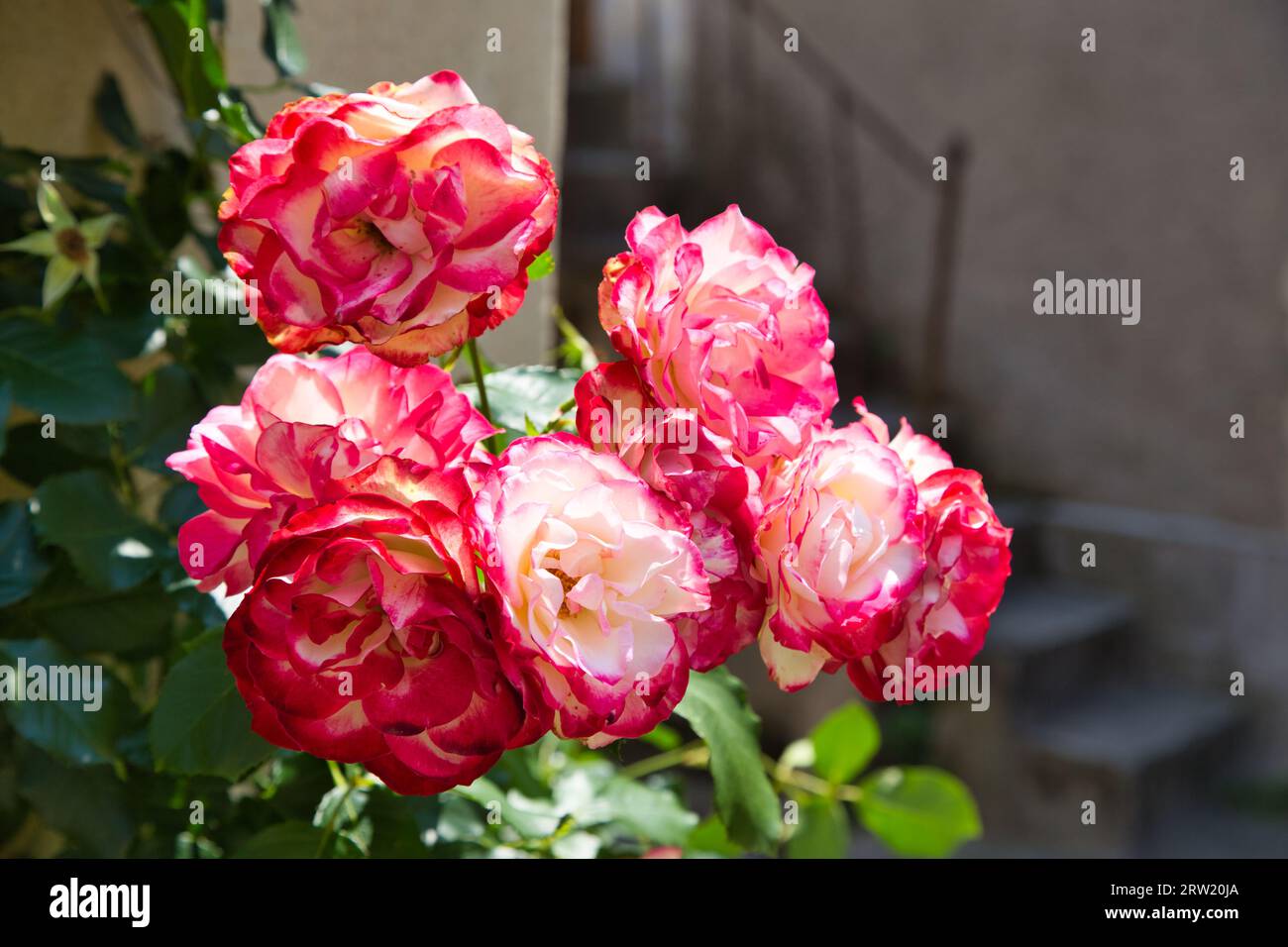 Dryadoideae hi-res stock photography and images - Alamy