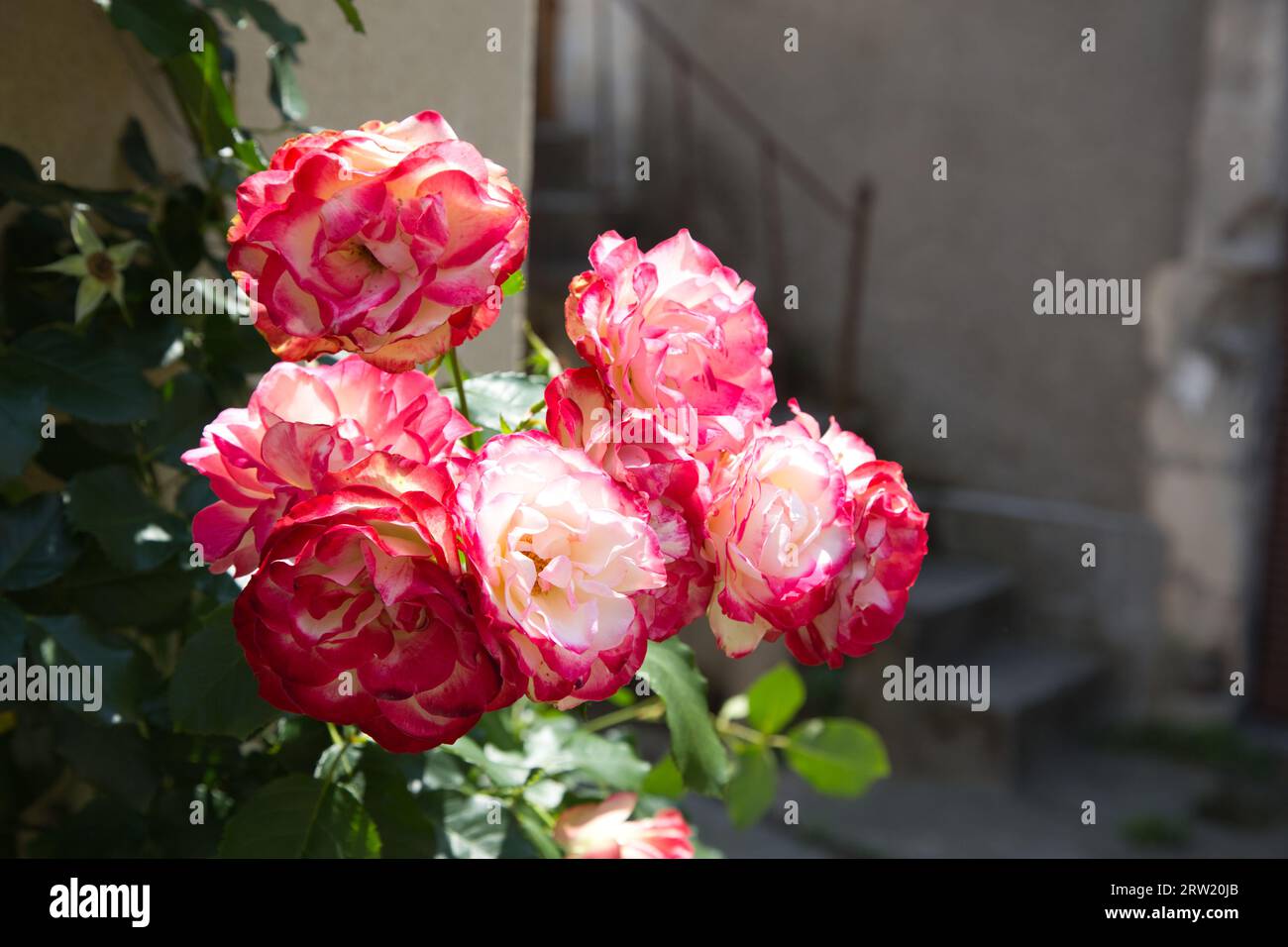 beautiful noble roses in a courtyard of a french estate Stock Photo - Alamy