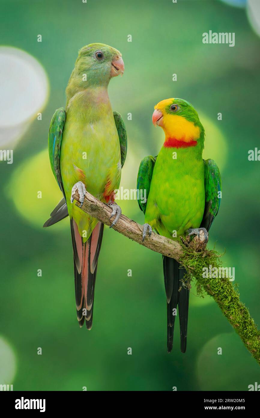 Barrabands parakeet hi-res stock photography and images - Alamy
