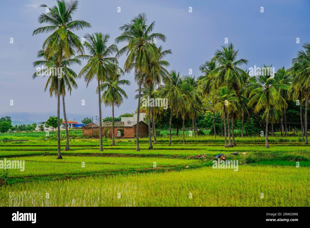 A green paddy field in Puttaparthi, rice fields of south India with ...