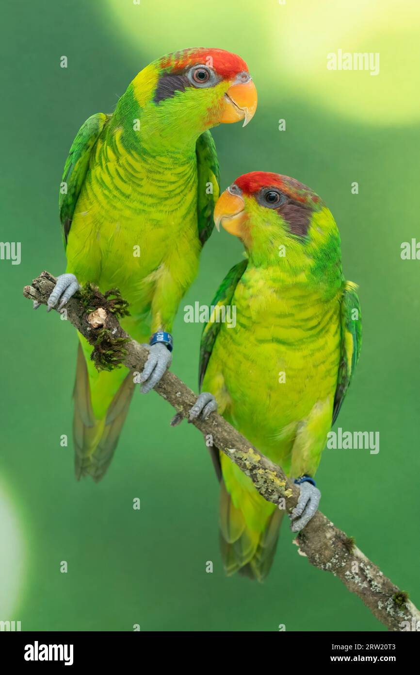 Iris lorikeets hi-res stock photography and images - Alamy