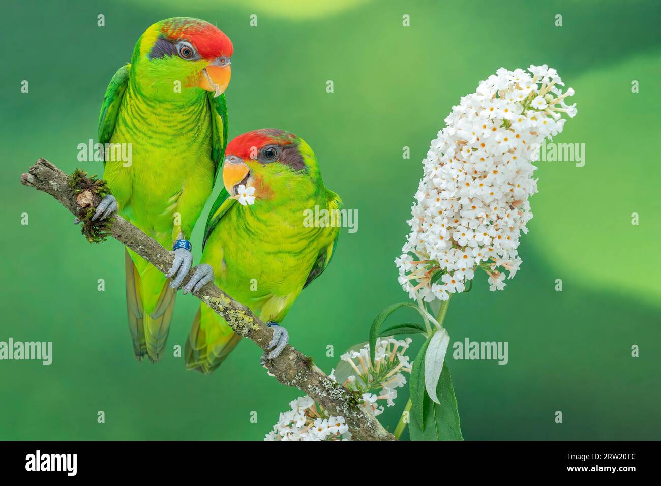 Iris lorikeet saudareos iris hi-res stock photography and images - Alamy