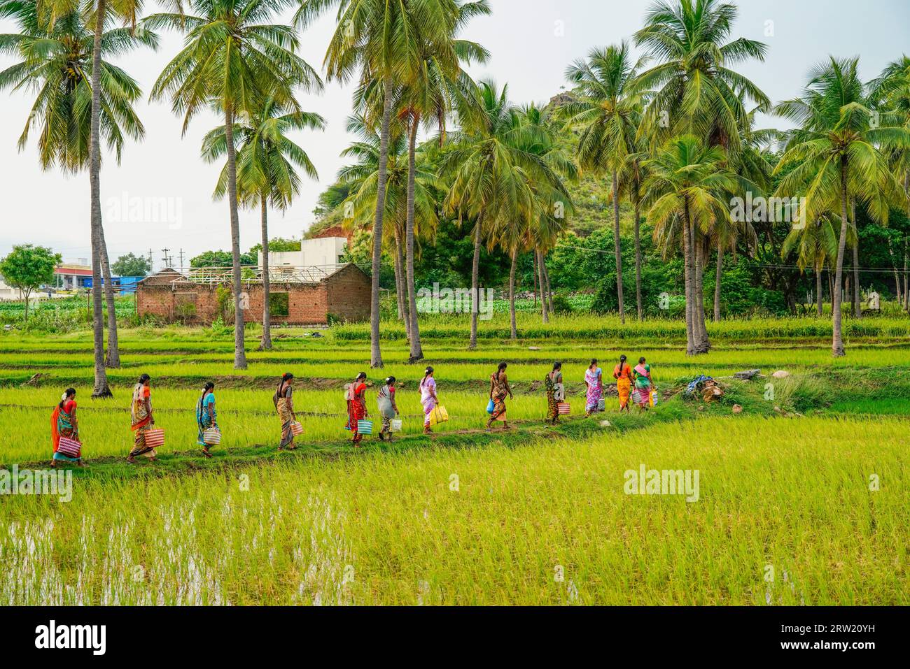 Group Of Women Walking In A Green Paddy Field In Puttaparthi Rice Fields Of South India Stock