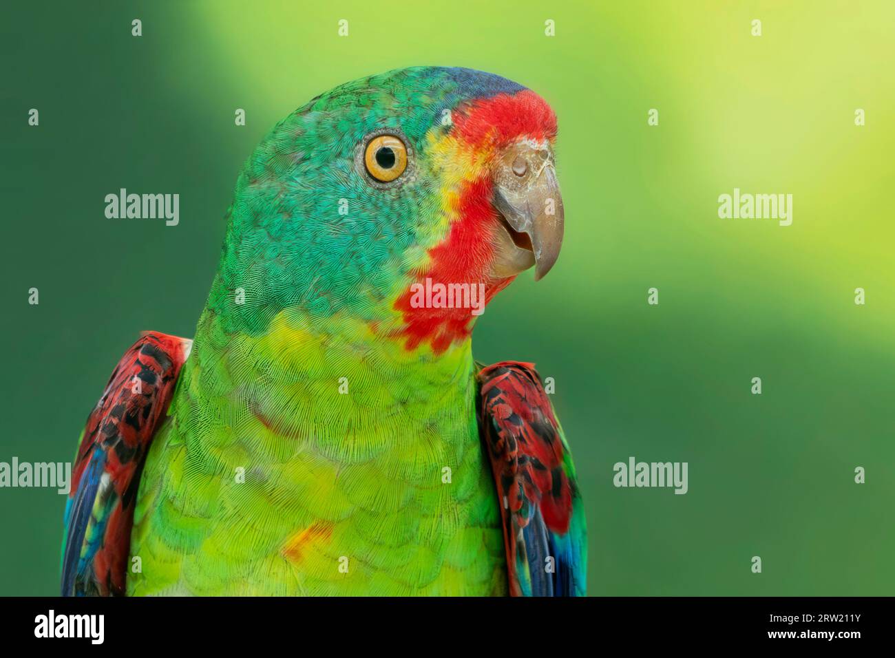 swift parrot, critically endangered in the wild Stock Photo - Alamy
