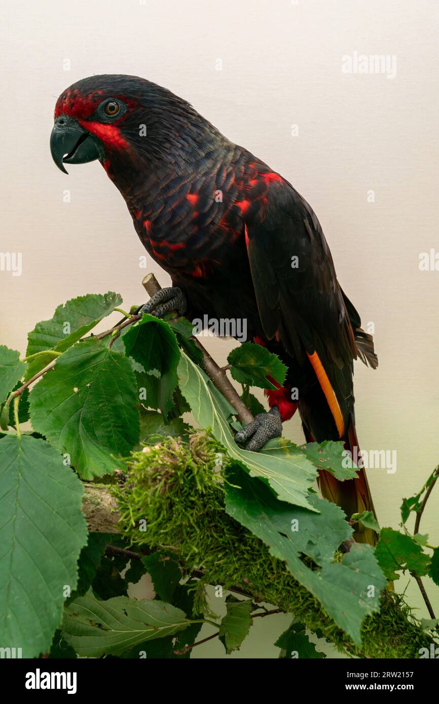 Chalcopsitta atra insignis hi-res stock photography and images - Alamy