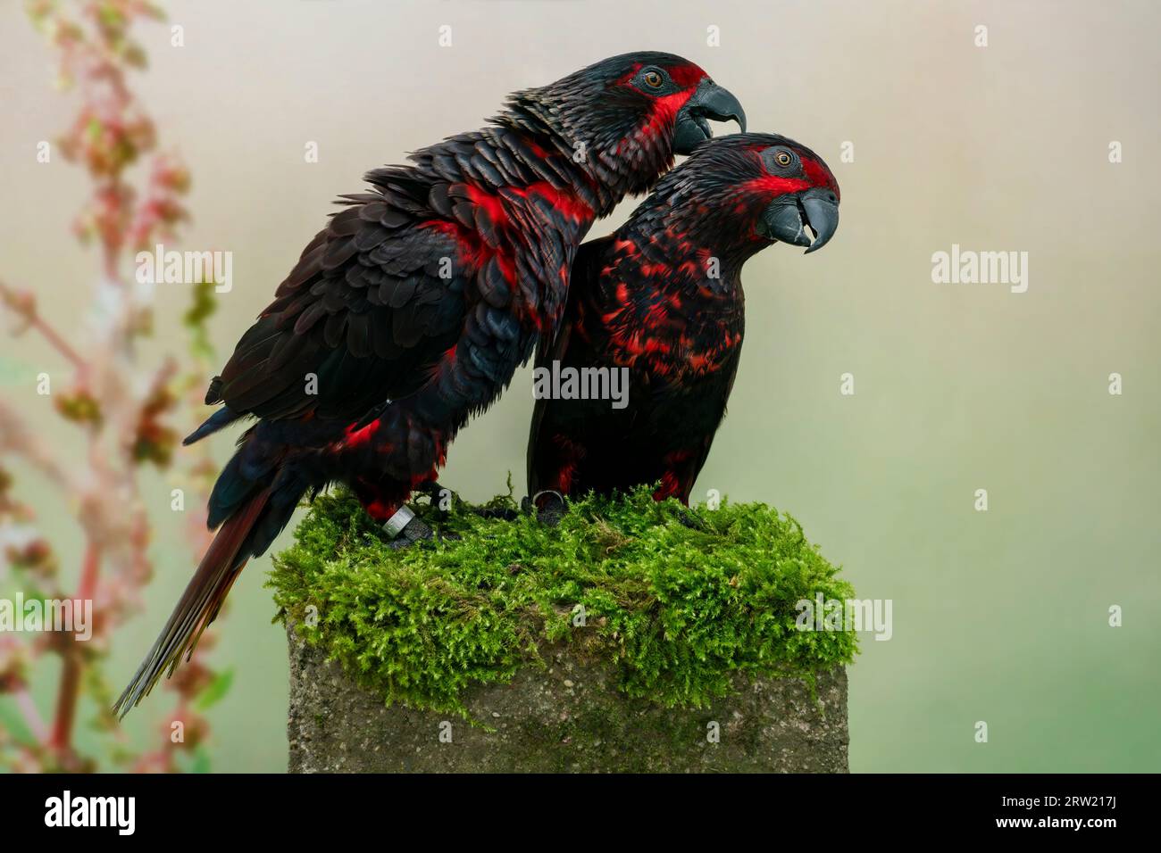 the rare rajah lory or red-quilled lory, subspecies of the black lory ...