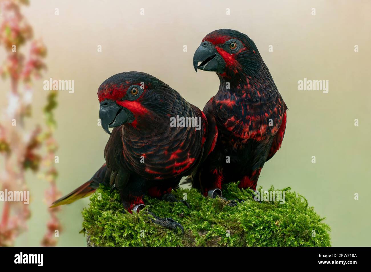 the rare rajah lory or red-quilled lory, subspecies of the black lory ...