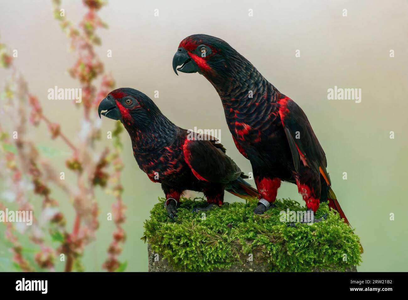 the rare rajah lory or red-quilled lory, subspecies of the black lory ...