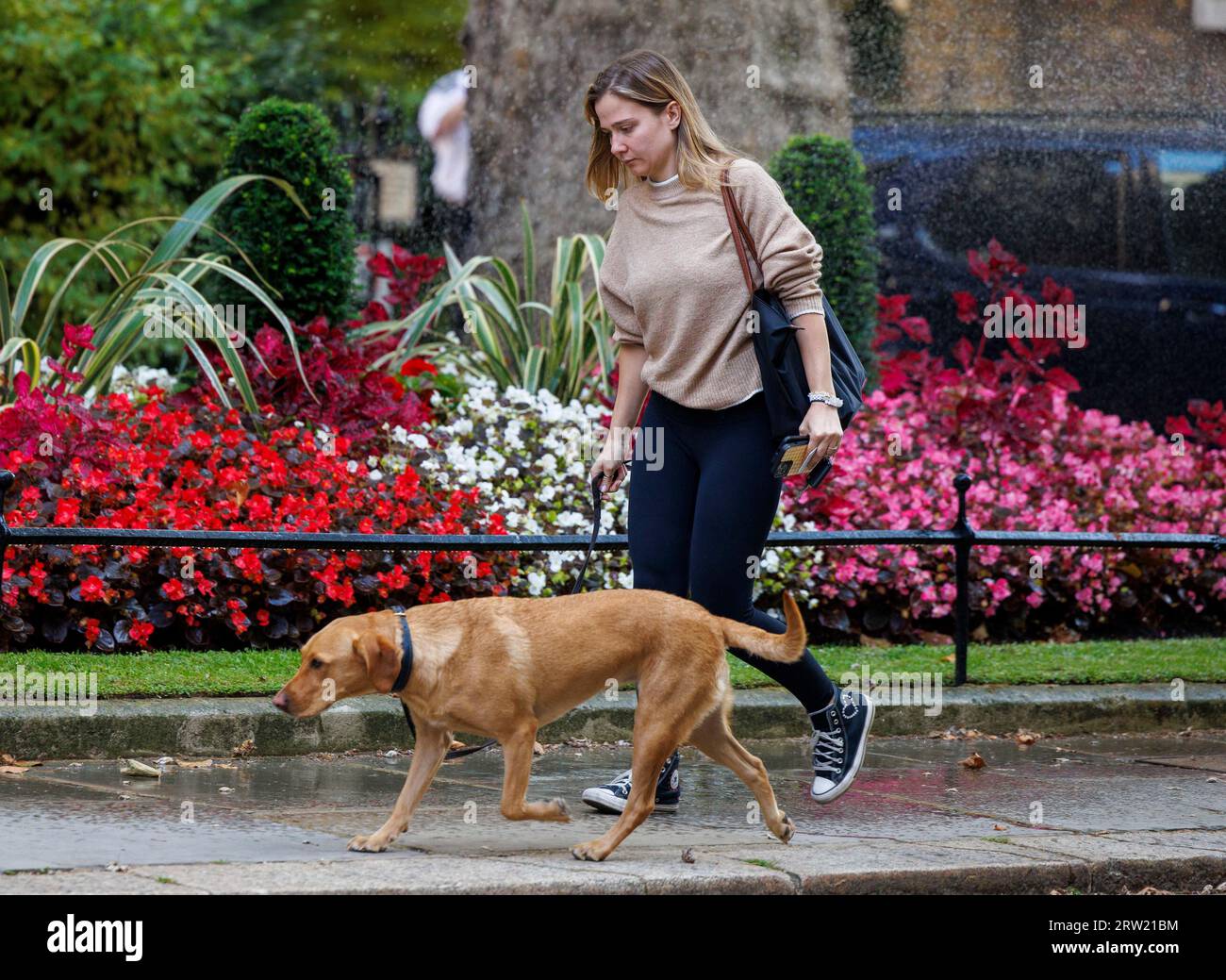 Rishi sunaks fox red labrador hi-res stock photography and images - Alamy