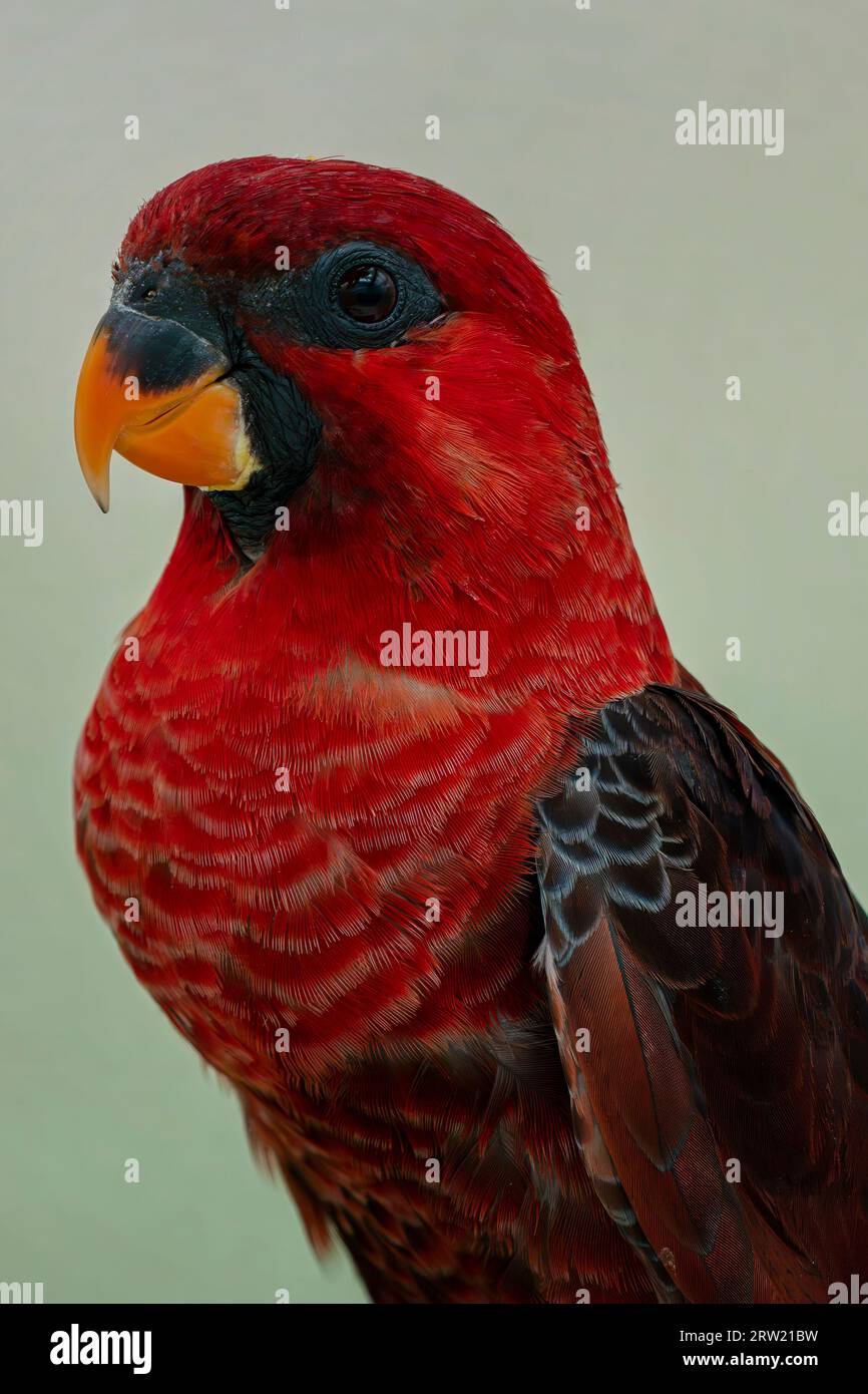 Cardinal lories hi-res stock photography and images - Alamy