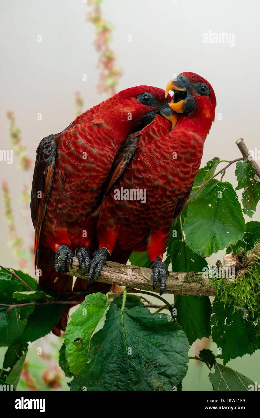 Cardinal lories hi-res stock photography and images - Alamy
