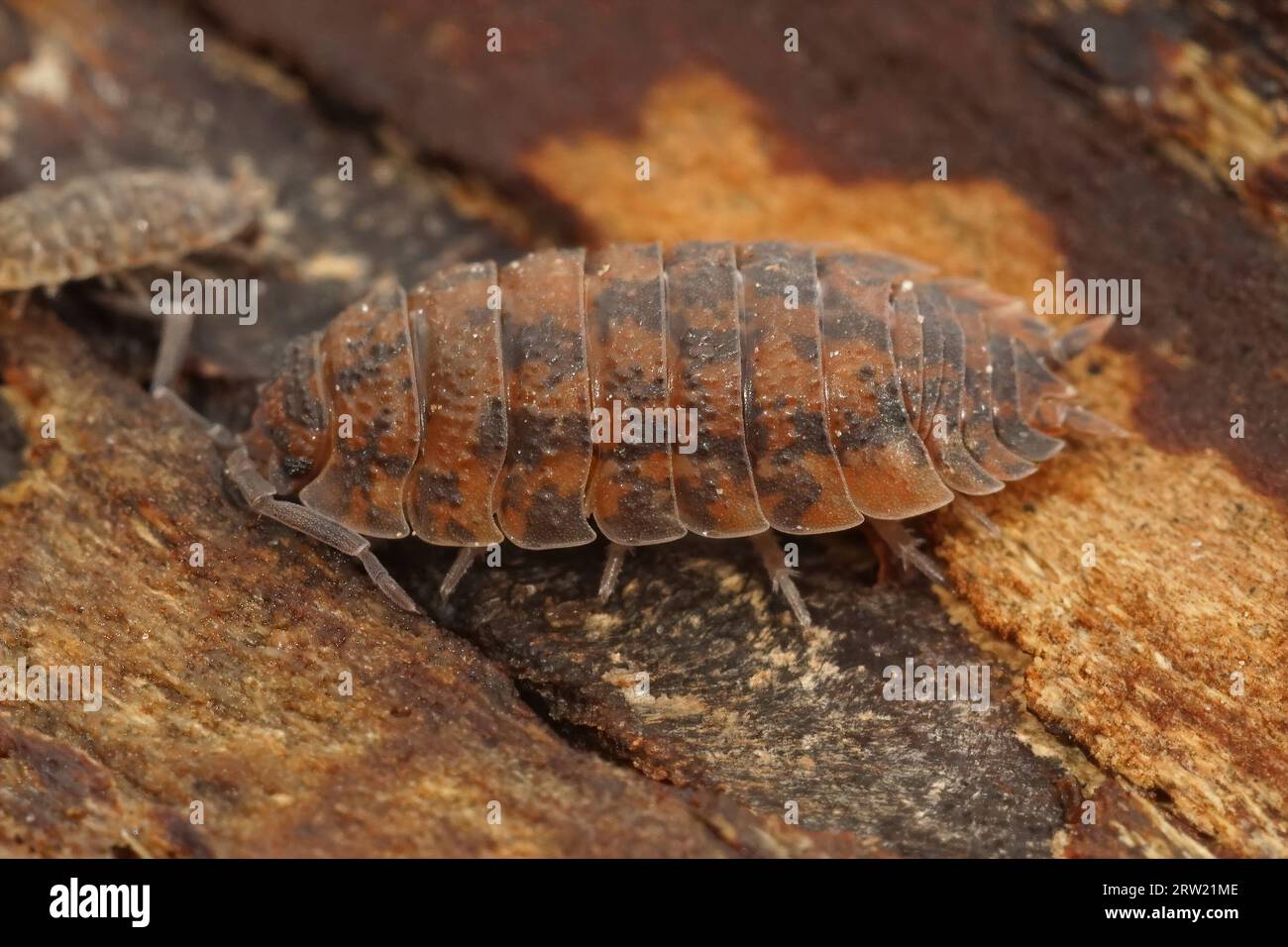 Detailed closeup on abnormal orange colored common rough woudlouse ...