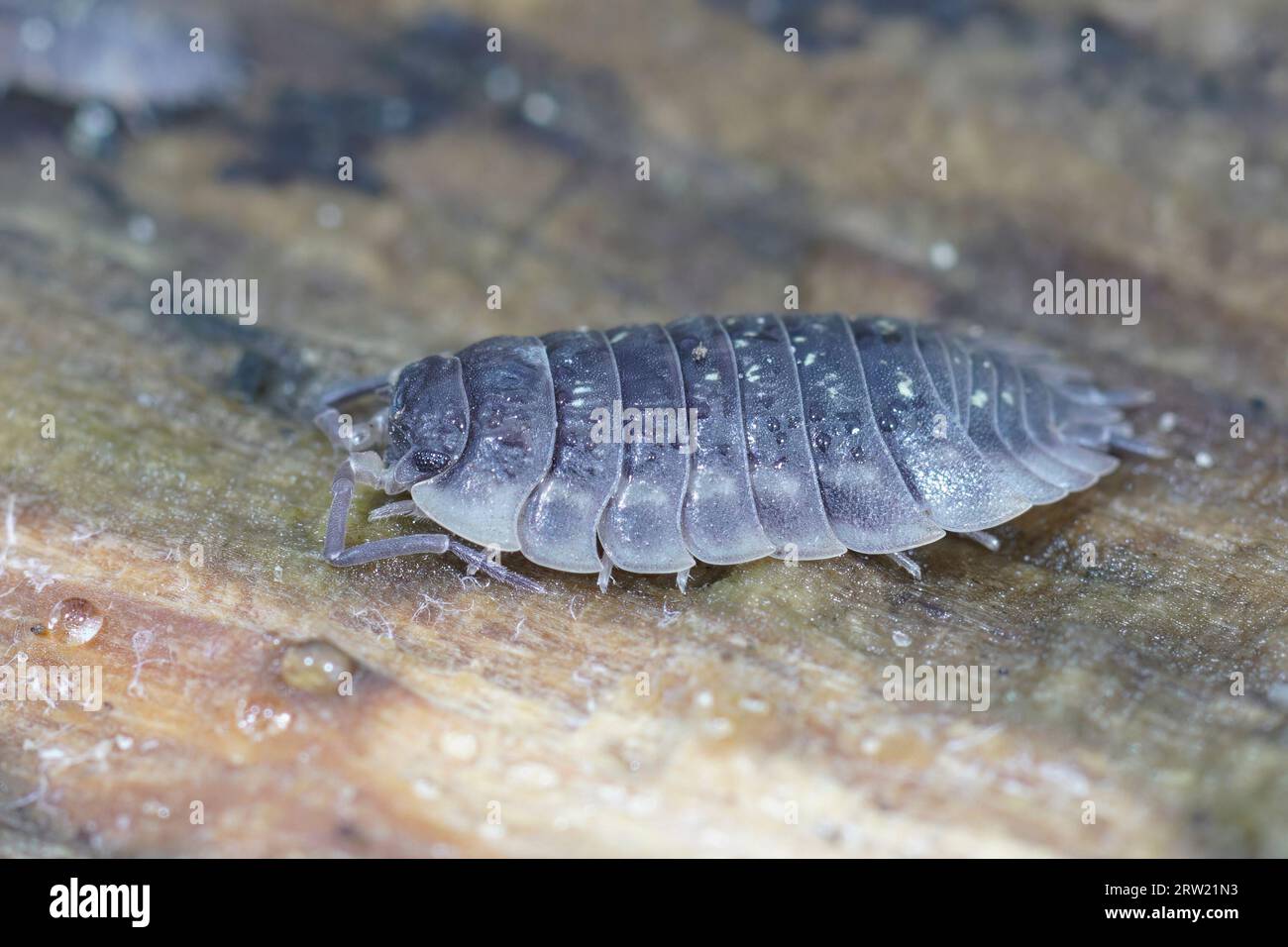 Woodlouse woodlice oniscidea hi-res stock photography and images - Alamy