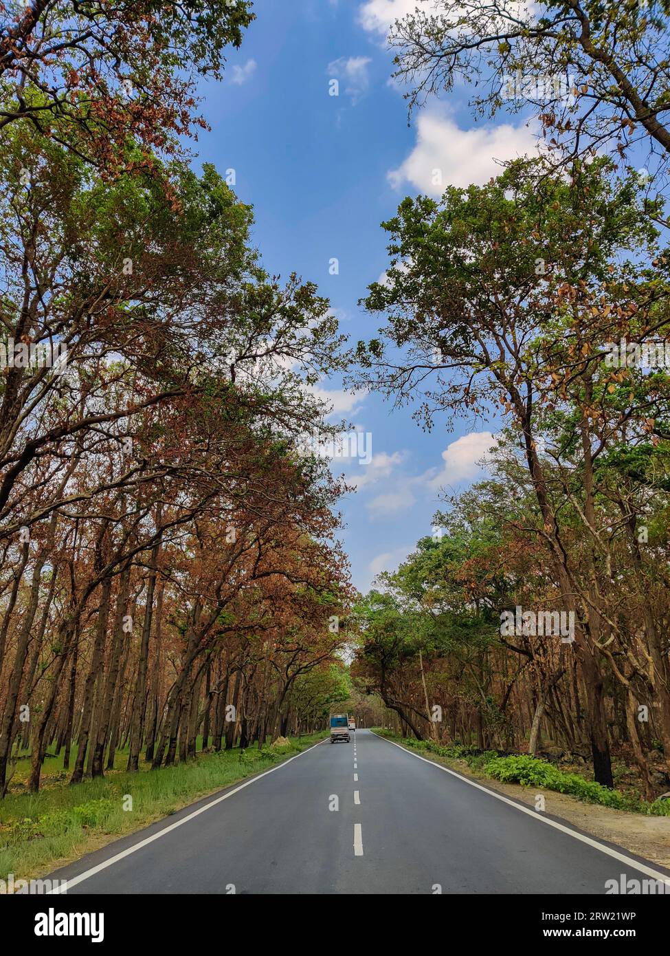 A scenic view of a road lined with trees extending into the horizon on ...