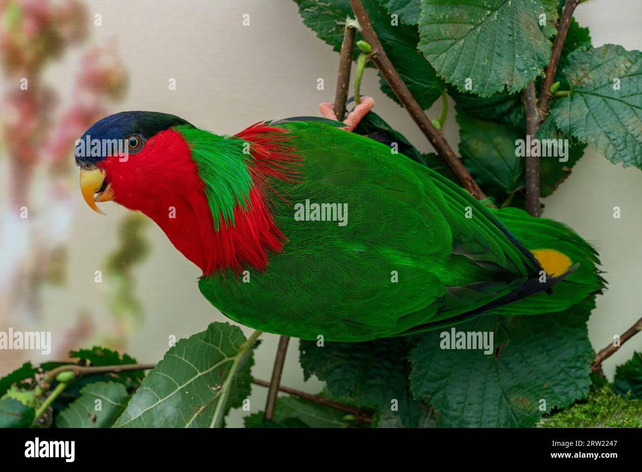 Vini solitaria hi-res stock photography and images - Alamy