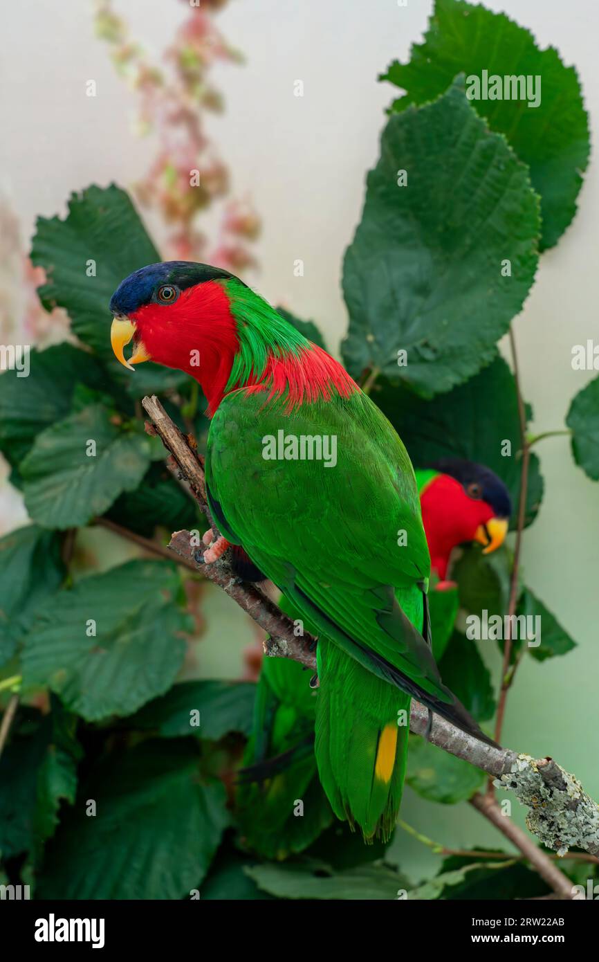 Collared lory fiji hi-res stock photography and images - Alamy