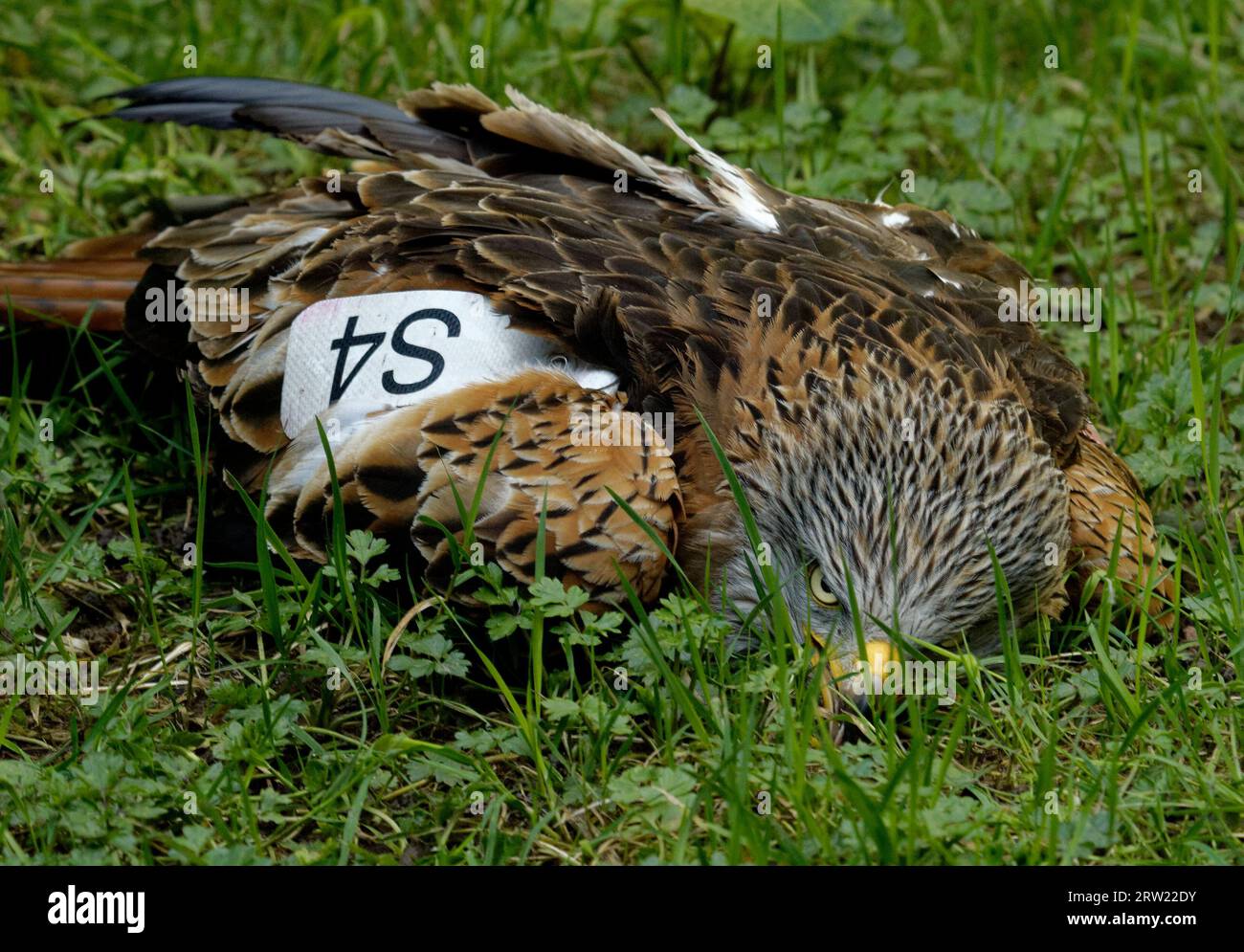 Red Kite (Milvus milvus) Adult laid on ground showing wing tag Stock ...