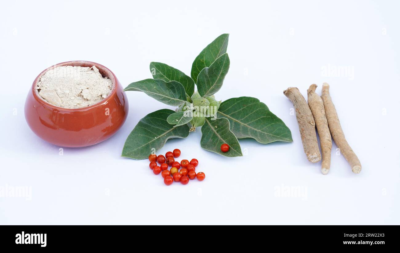 Ashwagandha Dry Root Medicinal Herb with Fresh Leaves, also known as ...