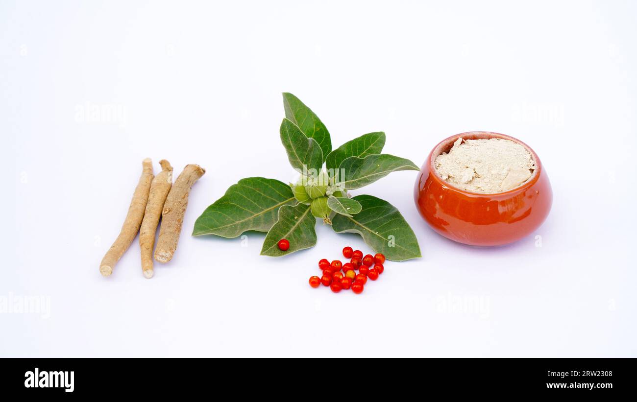 Withania somnifera, known commonly as ashwagandha, Indian ginseng ...