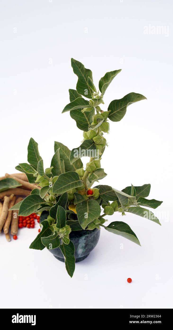 Withania somnifera plant. Commonly known as Ashwagandha (winter cherry ...