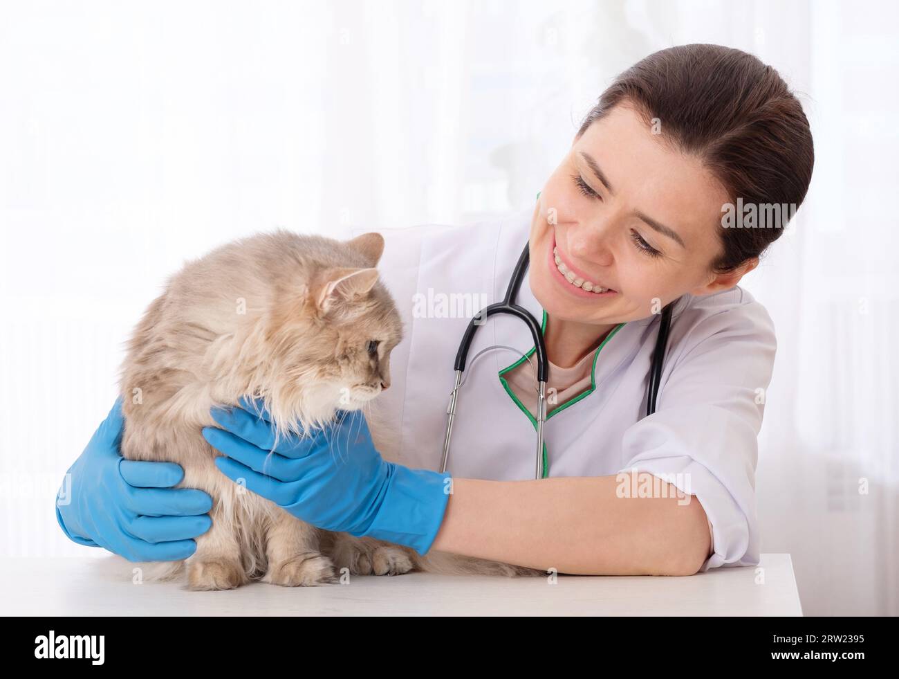 Hard-working vet physician inspecting gray hairy patient cat Stock ...