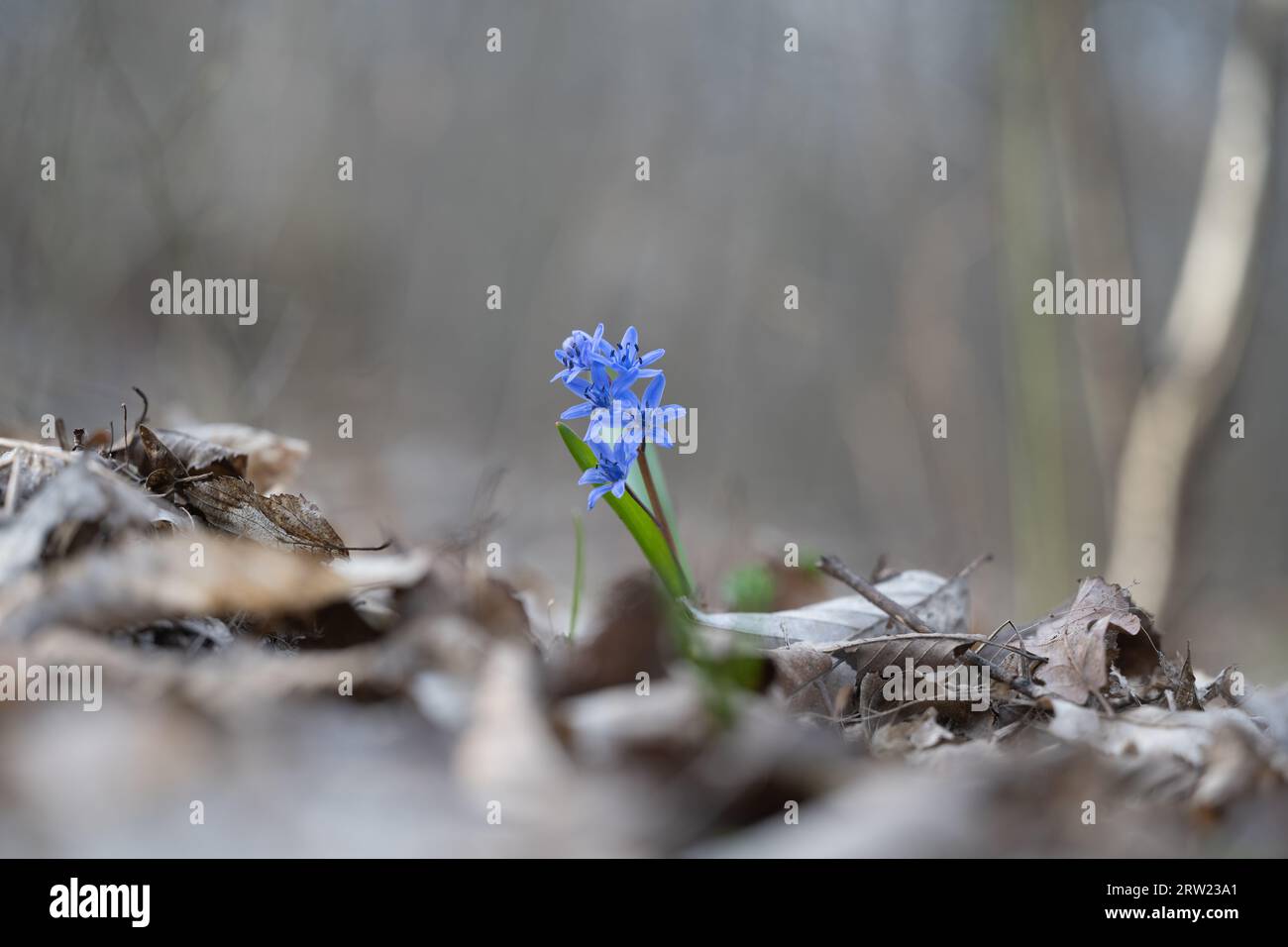 Scilla growing hi-res stock photography and images - Alamy