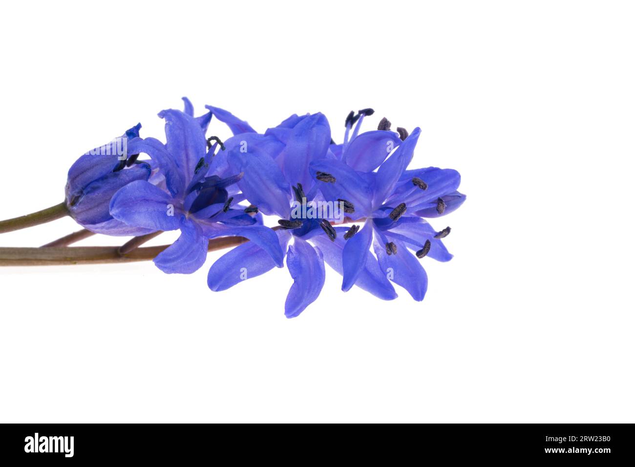Squill scilla on white Cut Out Stock Images & Pictures - Alamy