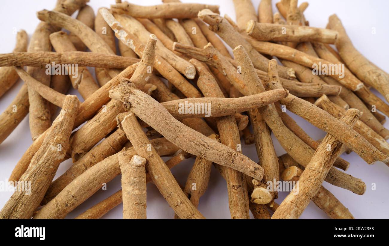 Immunity booster plant, Withania somnifera, known commonly as ...