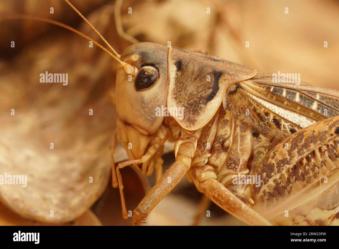 Natural closeup on a Southern wartbiter locust or White-faced Bush ...