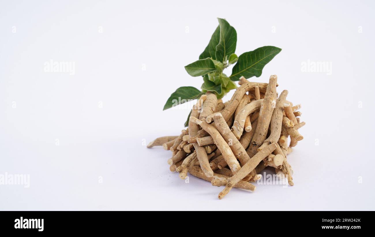 Immunity booster plant, Withania somnifera, known commonly as ...