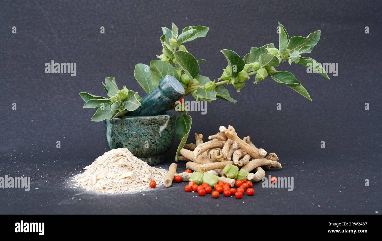 Immunity booster plant, Withania somnifera, known commonly as ...